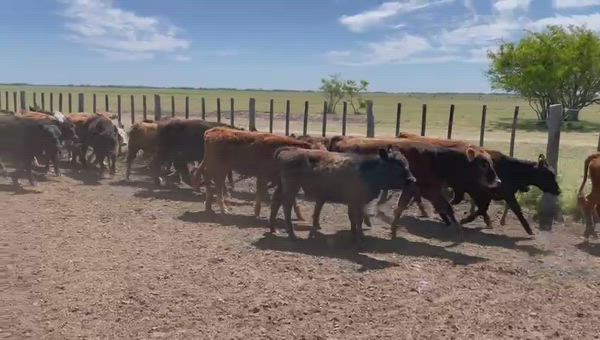 70 Terneros Aberdeen Angus Negro y Colorado de 170kg