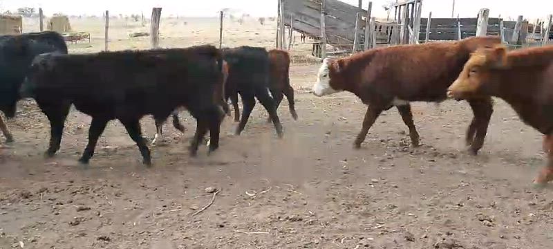 45 Terneros y Terneras Cuartino de 130kg