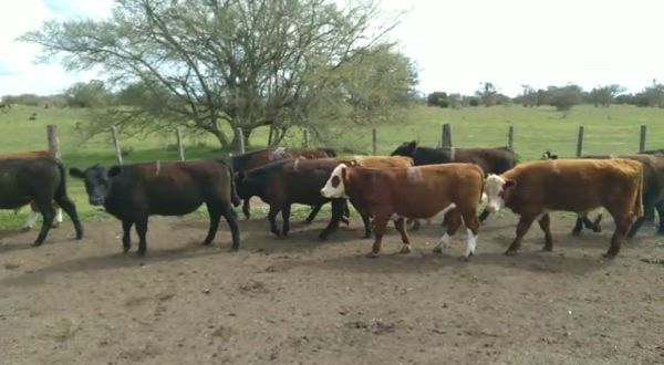 65 Terneros Aberdeen Angus Negro y Colorado de 245kg