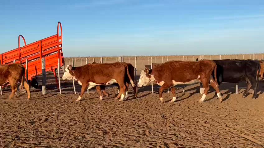 35 Vacas de invernada Aberdeen Angus Negro y Colorado de 395kg