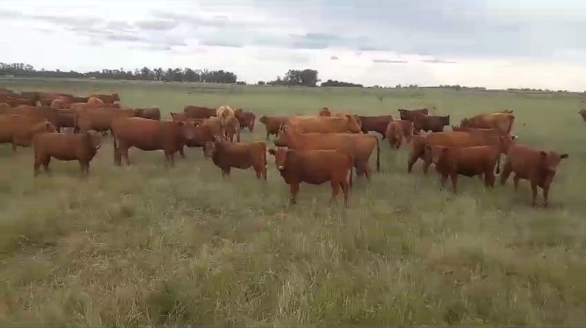 65 Terneros Aberdeen Angus Colorado de 225kg