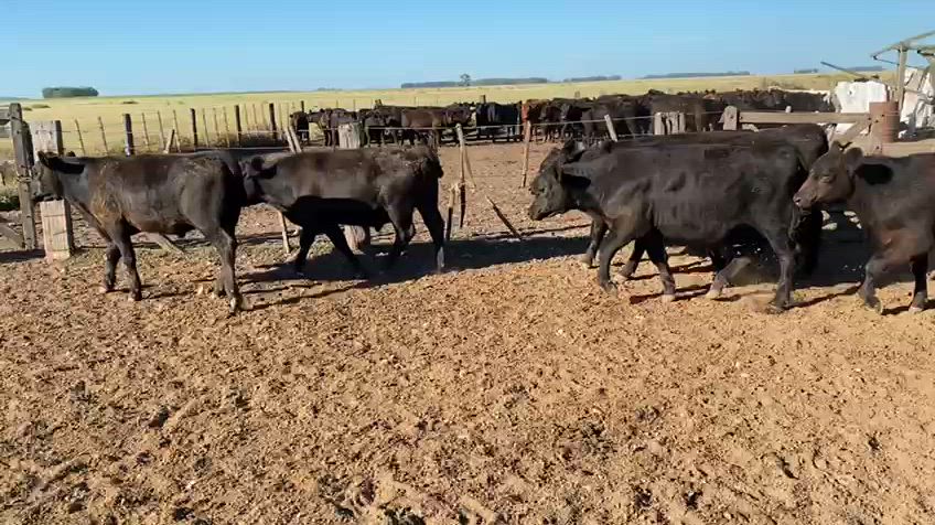 55 Terneros Aberdeen Angus Colorado de 275kg