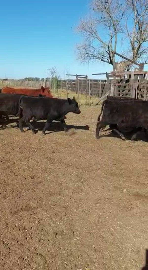 65 Terneros Aberdeen Angus Negro de 195kg