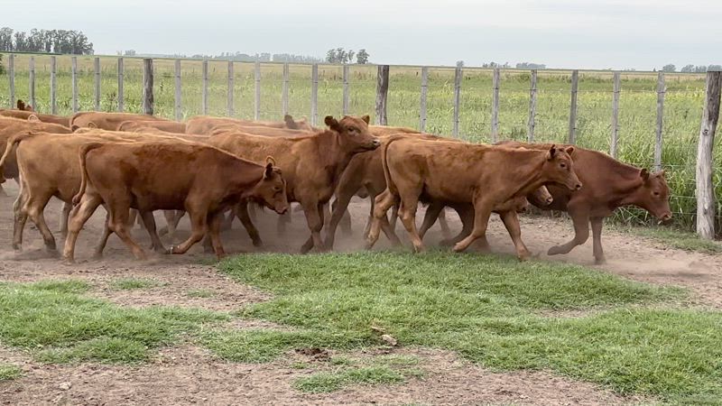 65 Terneros Aberdeen Angus Colorado de 185kg