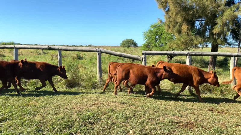 75 Terneros Aberdeen Angus Colorado de 200kg