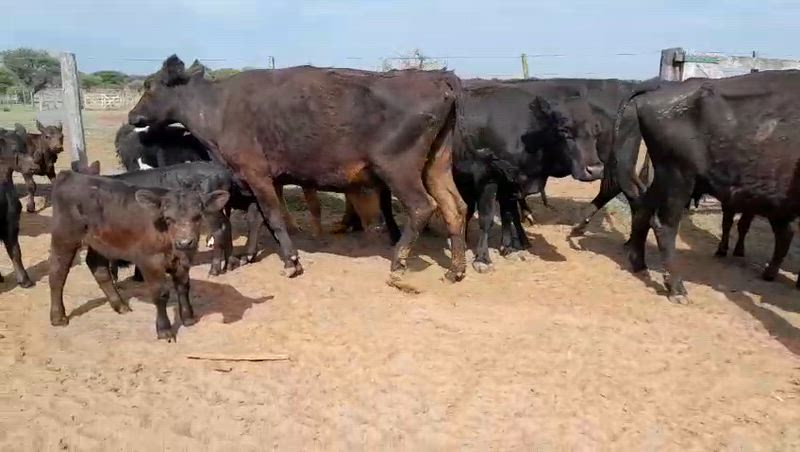 40 Vacas CUT con cría Aberdeen Angus Negro y Colorado de 400kg