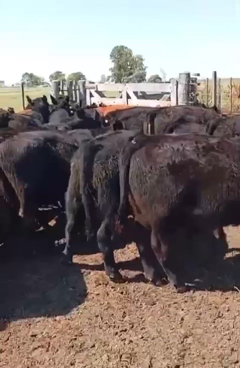 205 Terneros Aberdeen Angus Negro y Colorado de 225kg