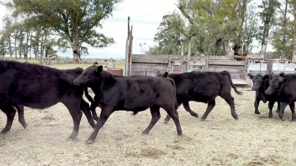 70 Terneros y Terneras Aberdeen Angus Negro de 200kg