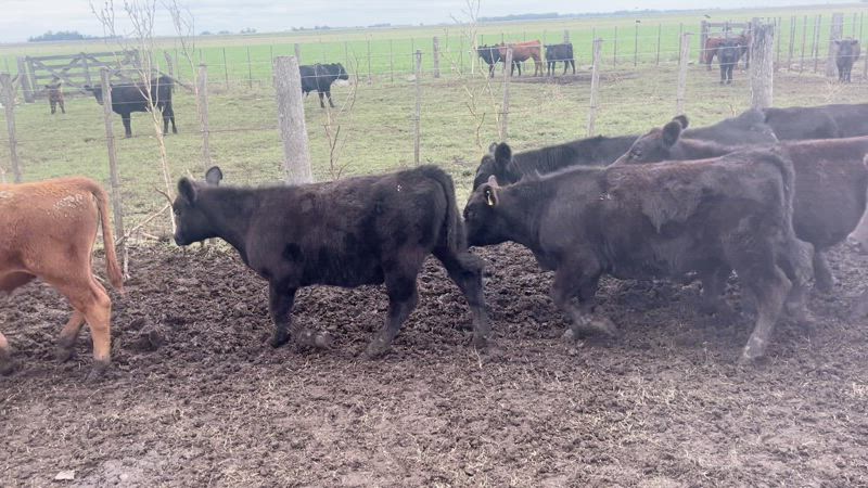 80 Terneros Aberdeen Angus Negro y Colorado de 200kg