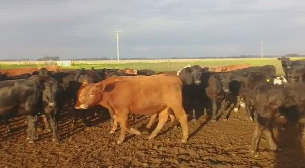 65 Terneros y Terneras Aberdeen Angus Negro y Colorado de 210kg