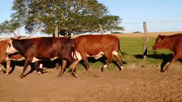 50 Vacas de invernada Braford de 380kg
