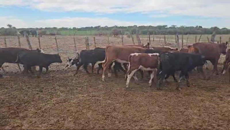 90 Terneros y Terneras Braford de 120kg