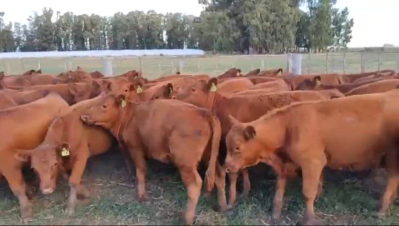 110 Terneros Aberdeen Angus Colorado de 195kg