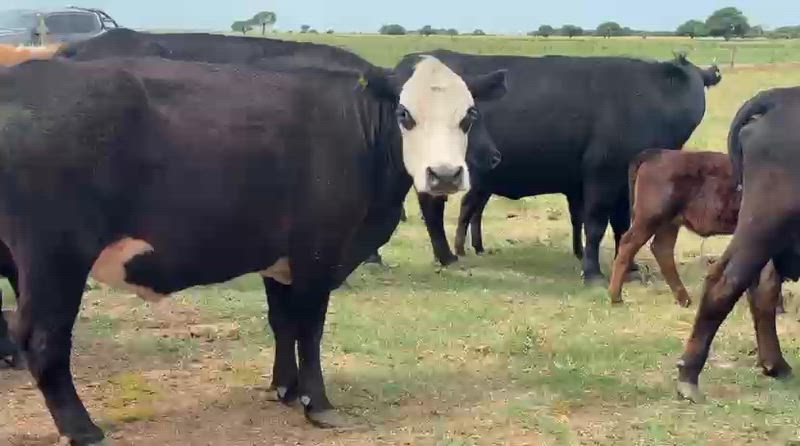 90 Vacas CUT con cría Aberdeen Angus Negro y Colorado de 450kg