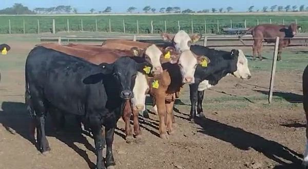 40 Terneros y Terneras Holando Argentino de 150kg