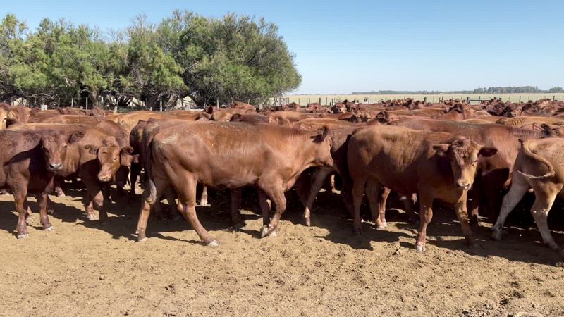 250 Novillitos Aberdeen Angus Colorado de 320kg