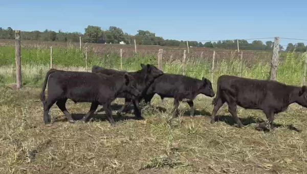 60 Terneros Aberdeen Angus Negro y Colorado de 170kg