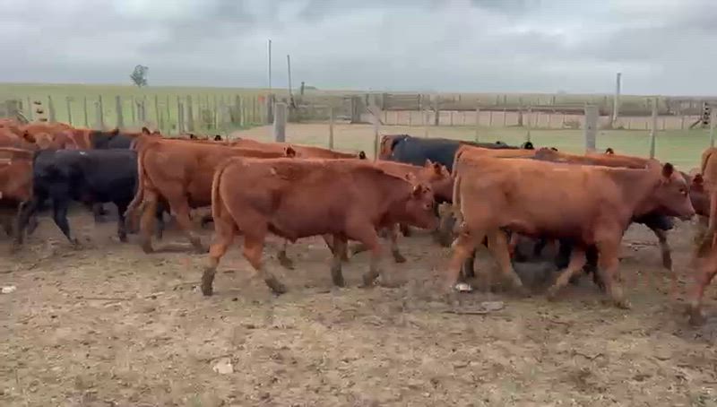 110 Terneros Aberdeen Angus Colorado de 195kg