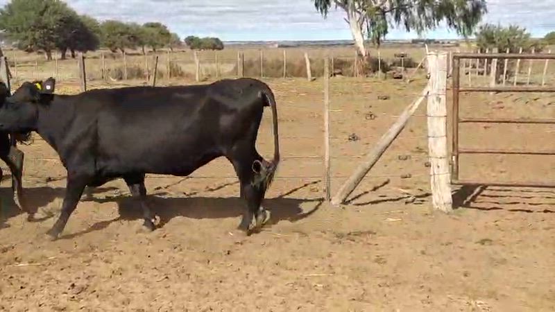 45 Vacas preñadas Mestizo de 400kg