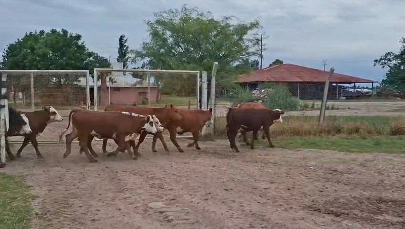 65 Vaquillonas Brangus Negro de 260kg