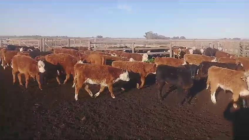 85 Terneros y Terneras Hereford de 135kg