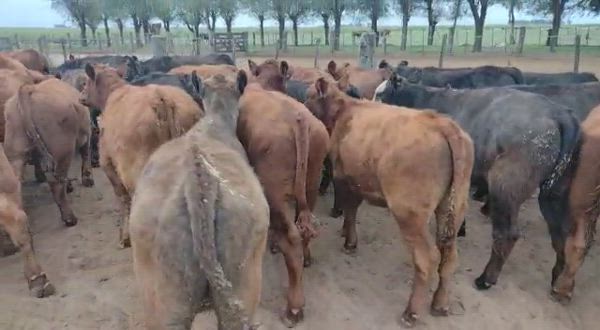 100 Terneros Aberdeen Angus Negro y Colorado de 225kg