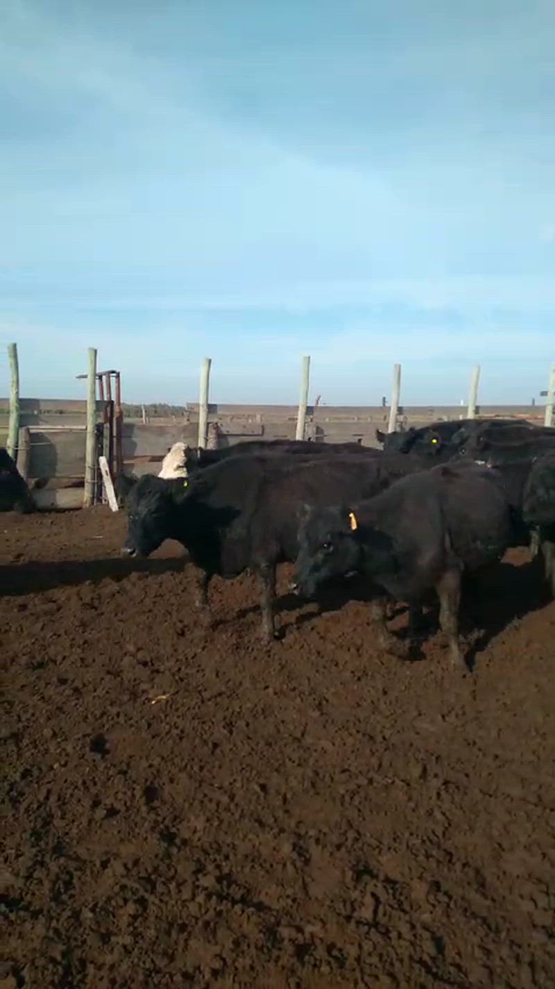 45 Vacas de invernada Aberdeen Angus Negro y Colorado de 390kg