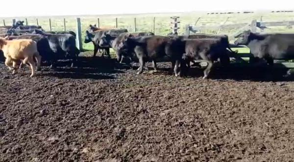 70 Terneros Aberdeen Angus Negro y Colorado de 190kg