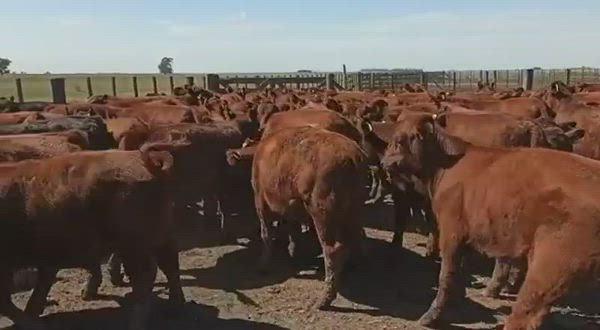 120 Terneros Aberdeen Angus Negro de 205kg