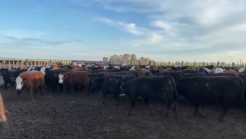100 Terneros Aberdeen Angus Negro y Colorado de 240kg