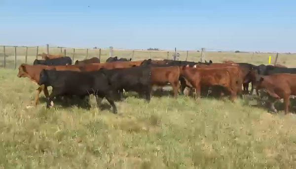 80 Terneros y Terneras Brangus Colorado de 165kg