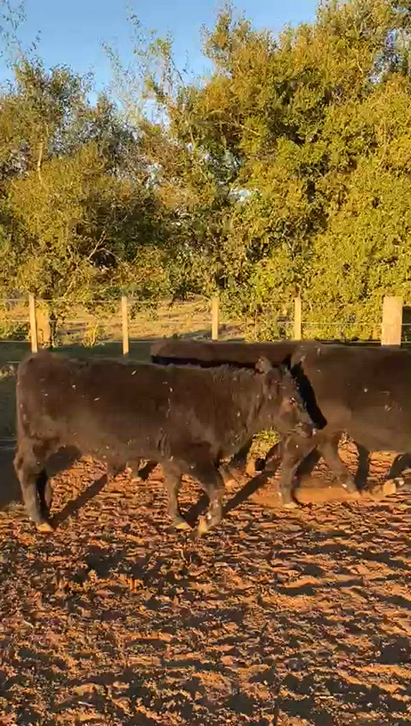 70 Terneros Aberdeen Angus Negro y Colorado de 210kg