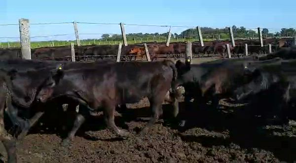 220 Terneros Aberdeen Angus Negro y Colorado de 160kg