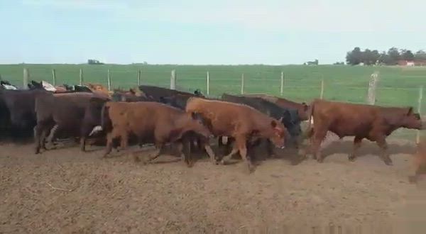 65 Terneros y Terneras Aberdeen Angus Negro y Colorado de 160kg