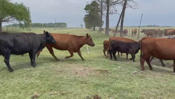70 Terneros Aberdeen Angus Negro y Colorado de 185kg