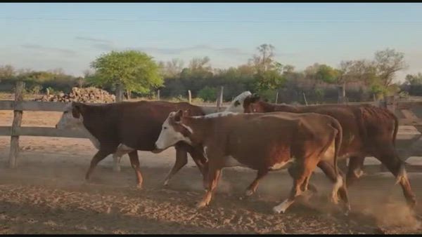 60 Vacas con cría Braford de 425kg