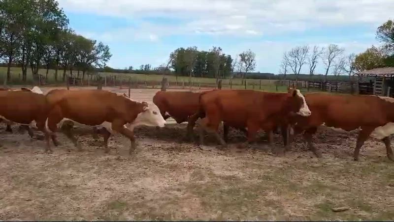 65 Vacas de invernada Braford de 430kg