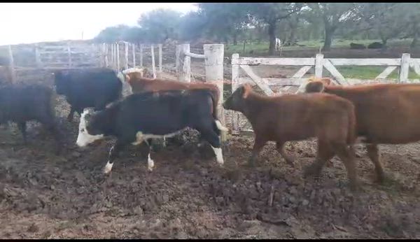 110 Terneros y Terneras Aberdeen Angus Negro y Colorado de 180kg