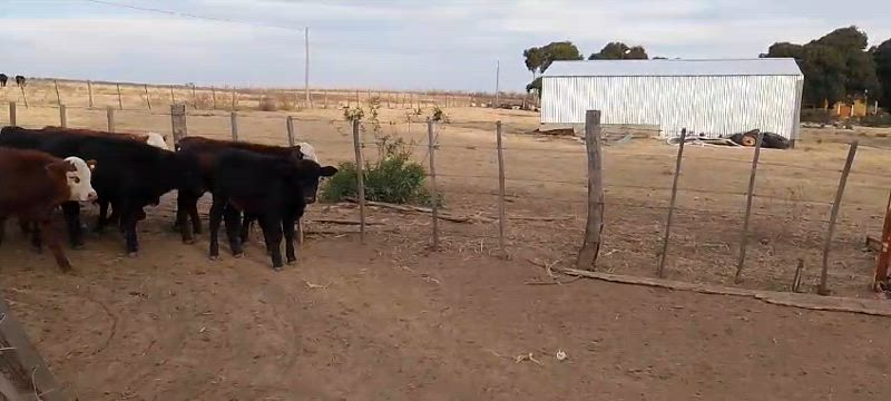 60 Terneros y Terneras Cuartino de 150kg