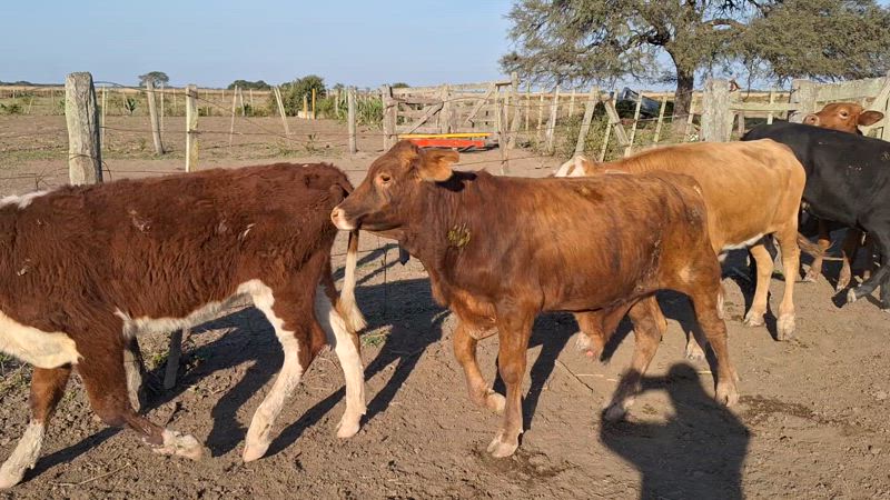 100 Terneros y Terneras Braford de 200kg