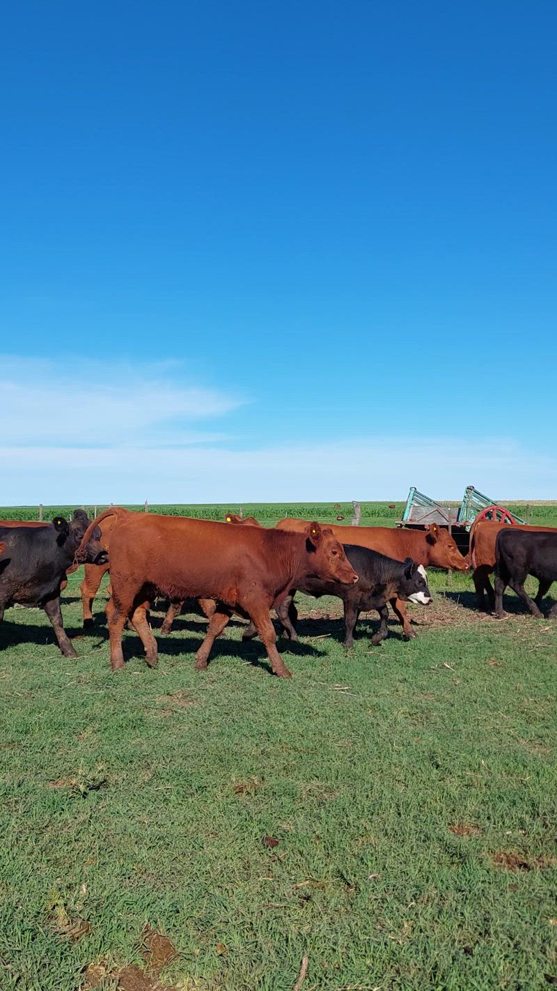 50 Terneros Aberdeen Angus Negro y Colorado de 170kg