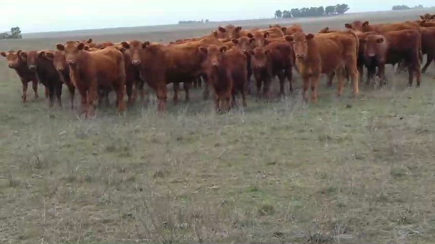 65 Terneros Aberdeen Angus Colorado de 250kg