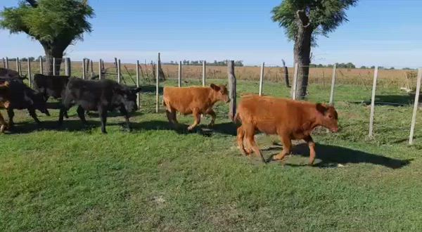 70 Terneros y Terneras Aberdeen Angus Negro y Colorado de 165kg