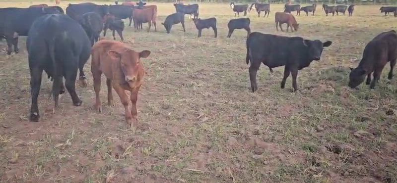 25 Vacas CUT con cría Aberdeen Angus Negro y Colorado de 485kg
